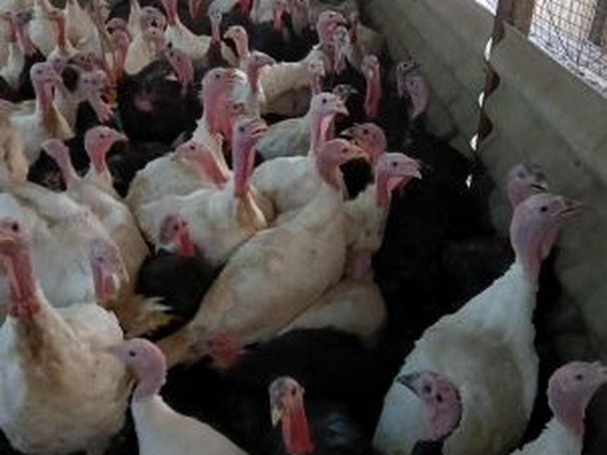 Индюки подрощенные