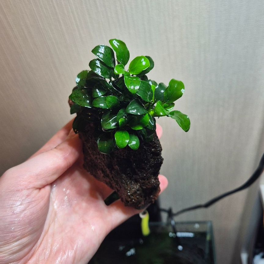 Анубиас на лаве