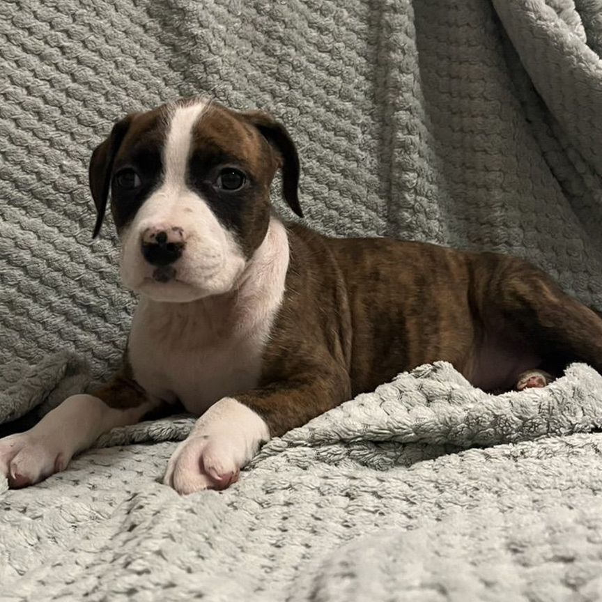 Американский стаффордширский терьер, щенок