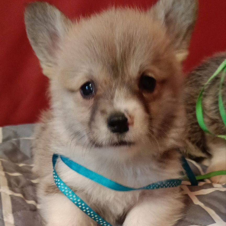 Вельш-корги пемброк мальчики