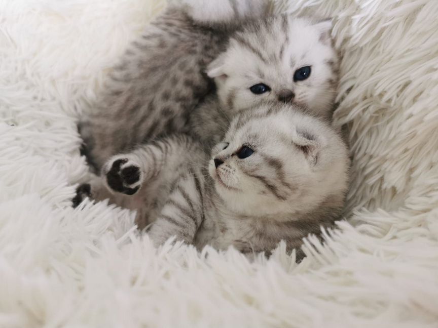 Шотландские вислоухие котята