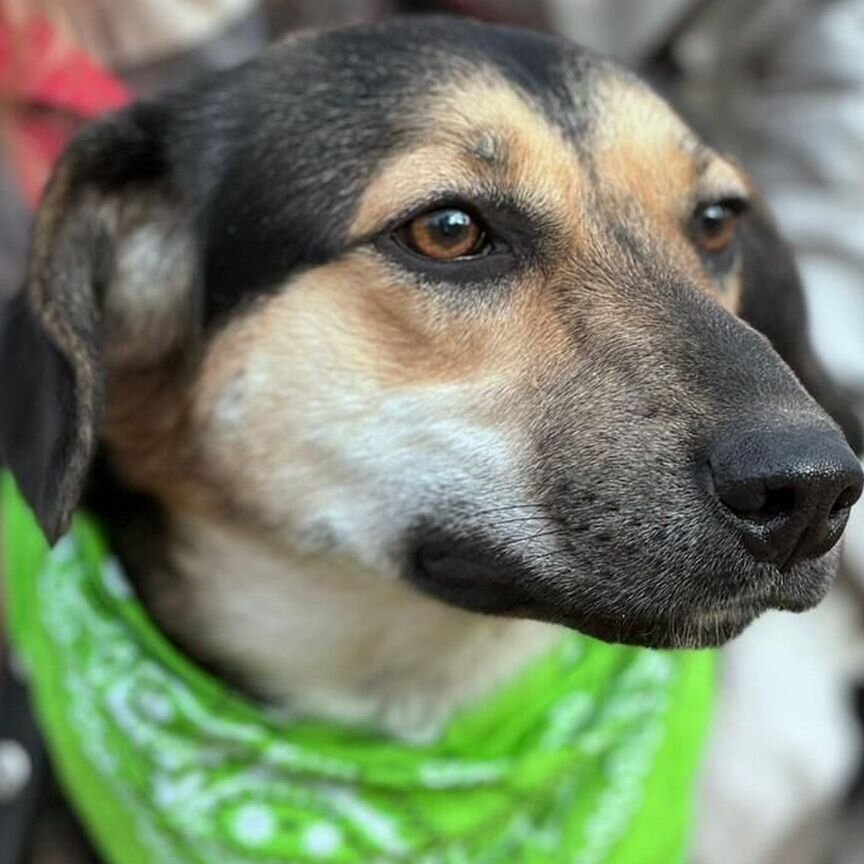 Дайте Тутси шанс быть любимой.Собака из в дар