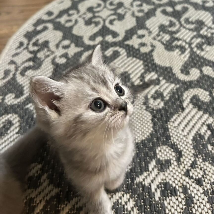 Котята шотландцы