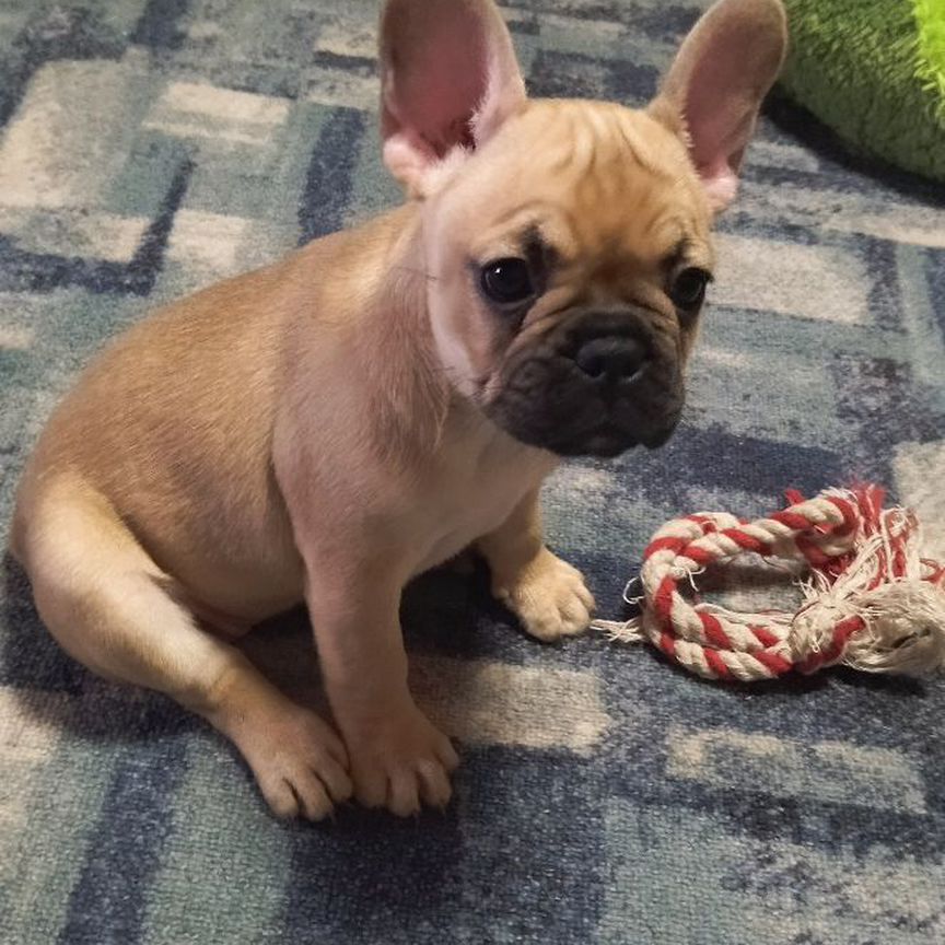 Французский бульдог щенки