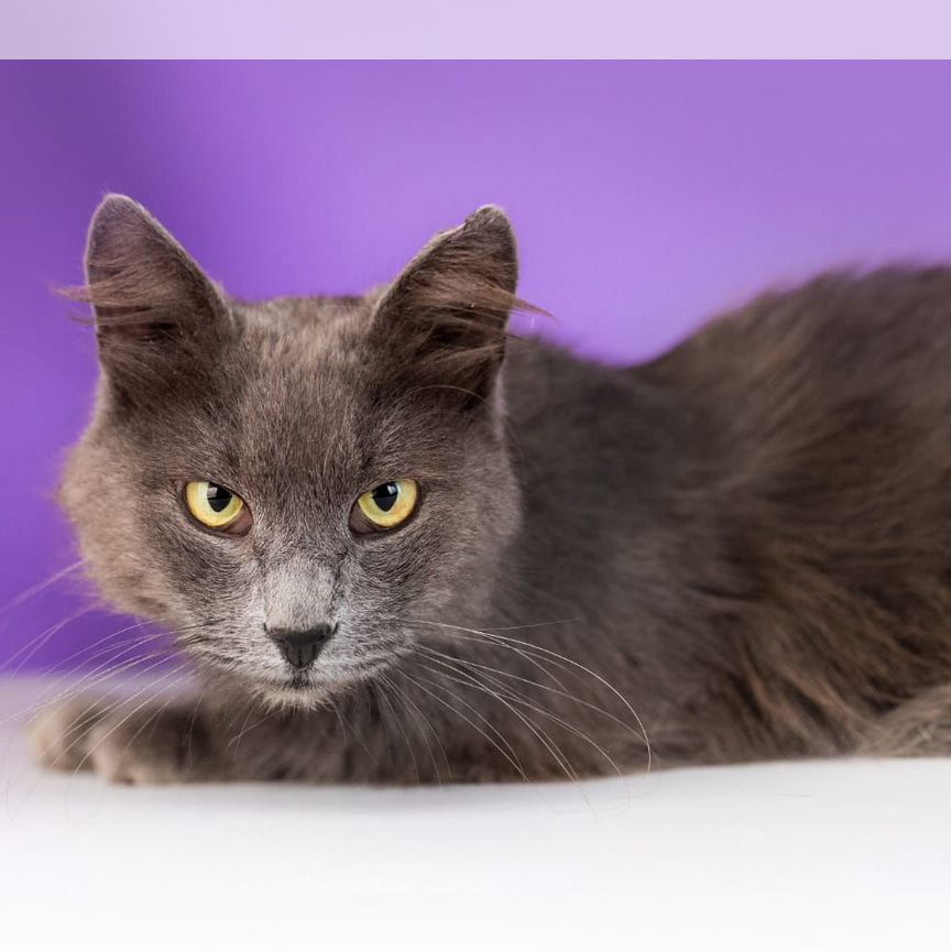 Британский короткошёрстный, взрослый кот из приюта