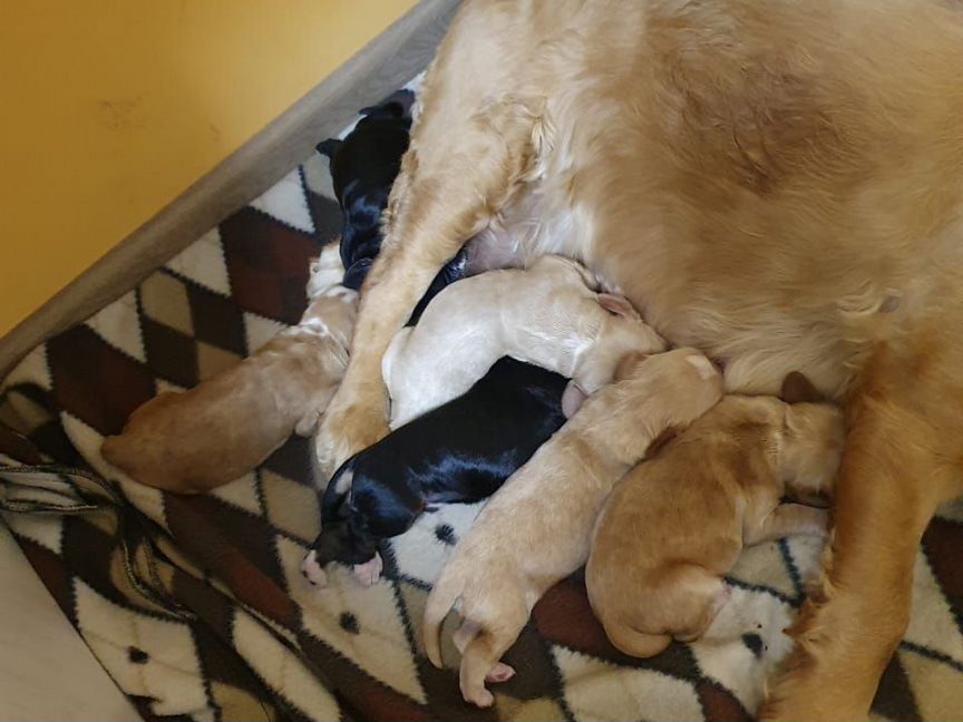 Щенки Английского Кокер-Спаниеля