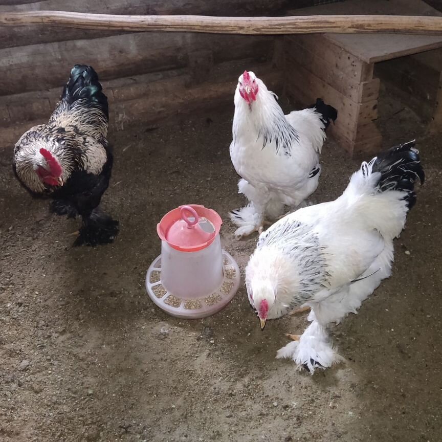 Петух брама