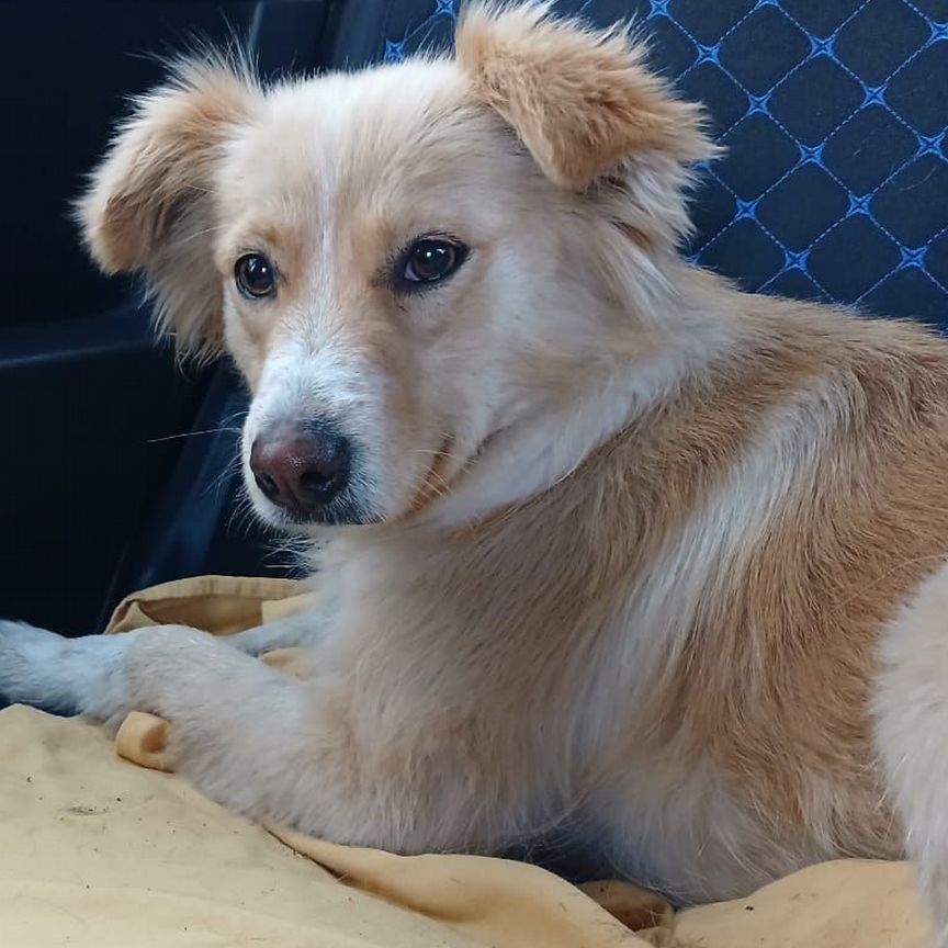 Взрослая собака в добрые руки