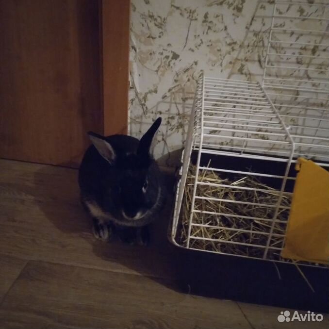 Отдам бесплатно кролика