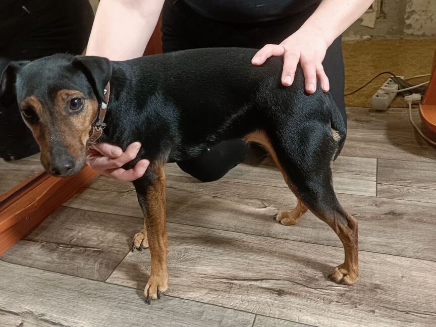 Чья потеряшка