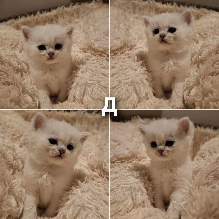 Шотландские комочки