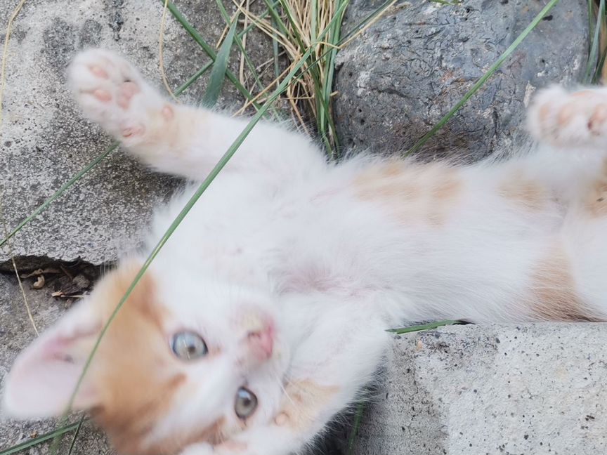 Отдам котенка в добрые руки