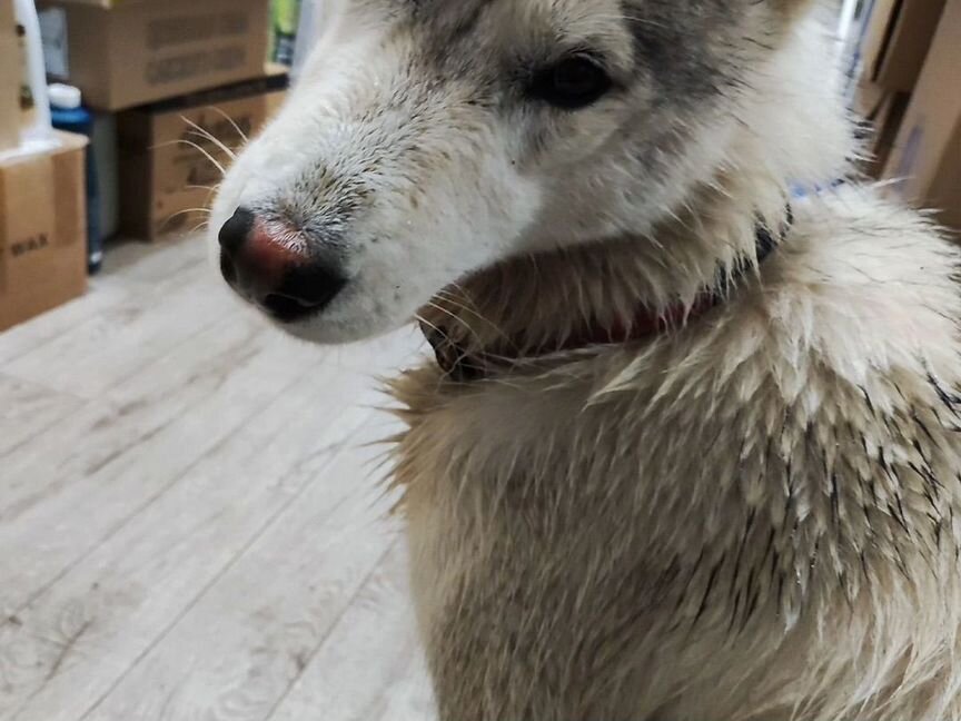 Собака в добрые руки хаски