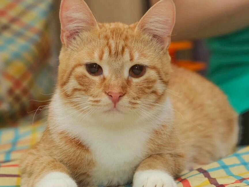 Кошка