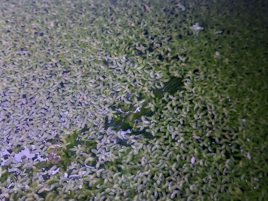 Отдам Ряску