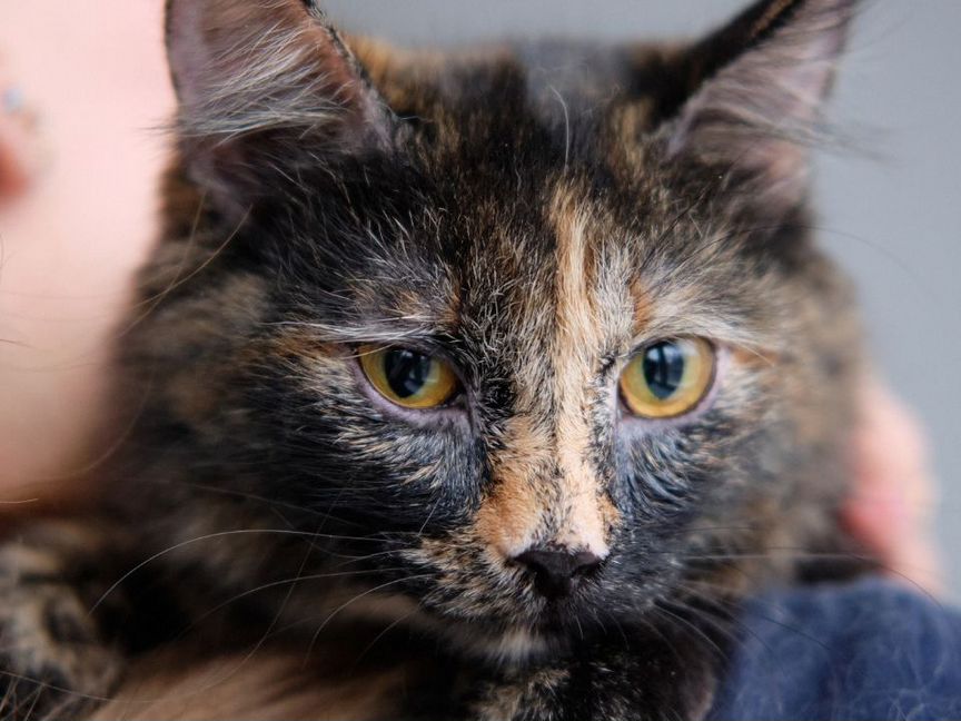 Кошка