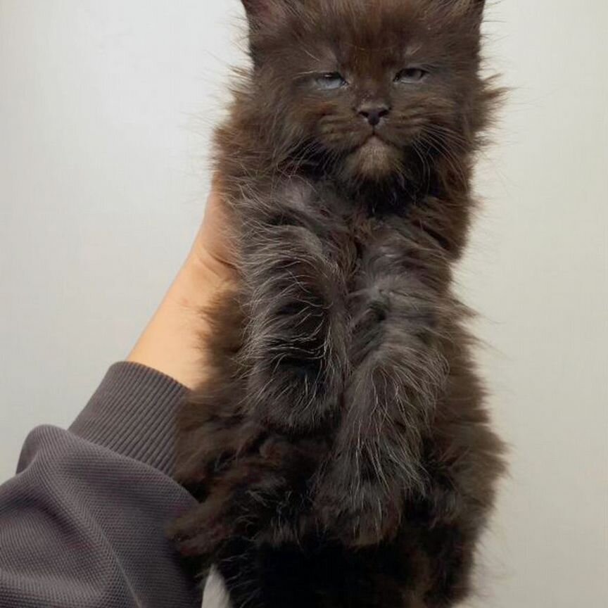 Котята мейн-кун черный солид чистокровные