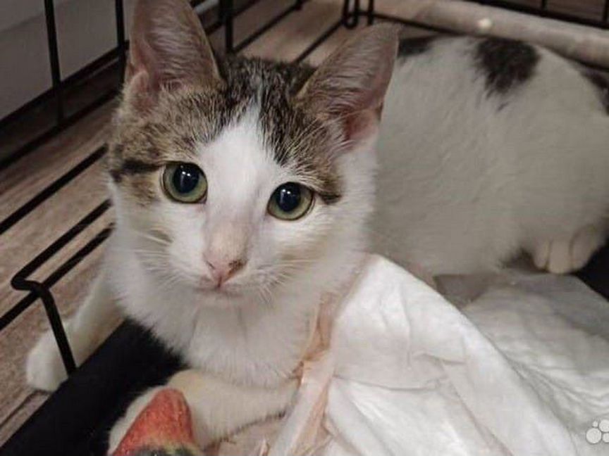 Котенок девочка хочет домой