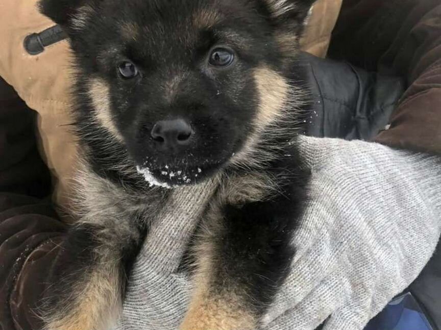 Щенок верба