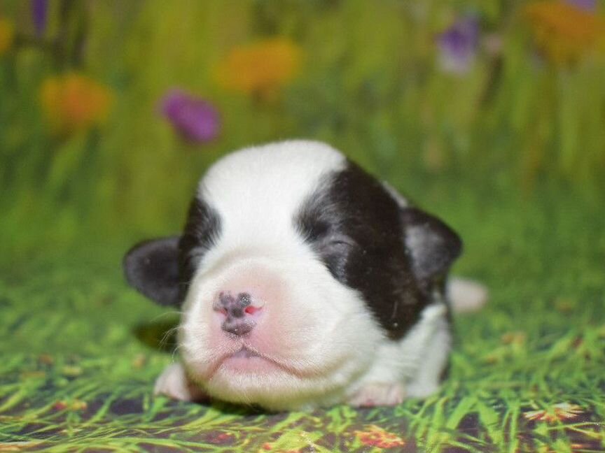 Вельш-корги кардиган щенок мальчик