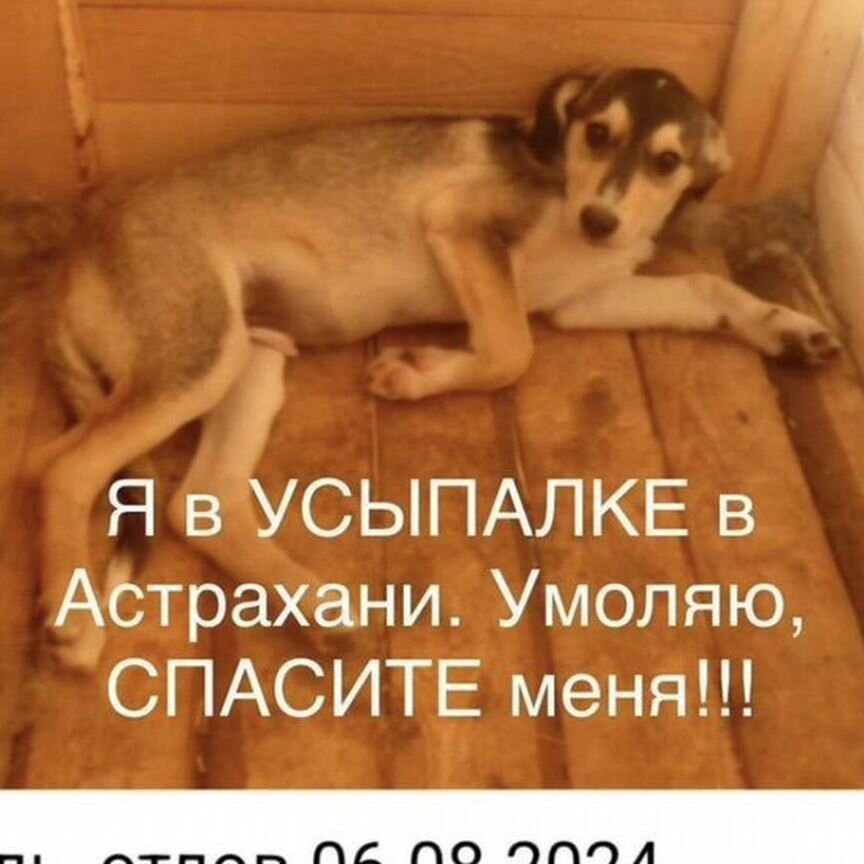 Спасите собаку от усыпления