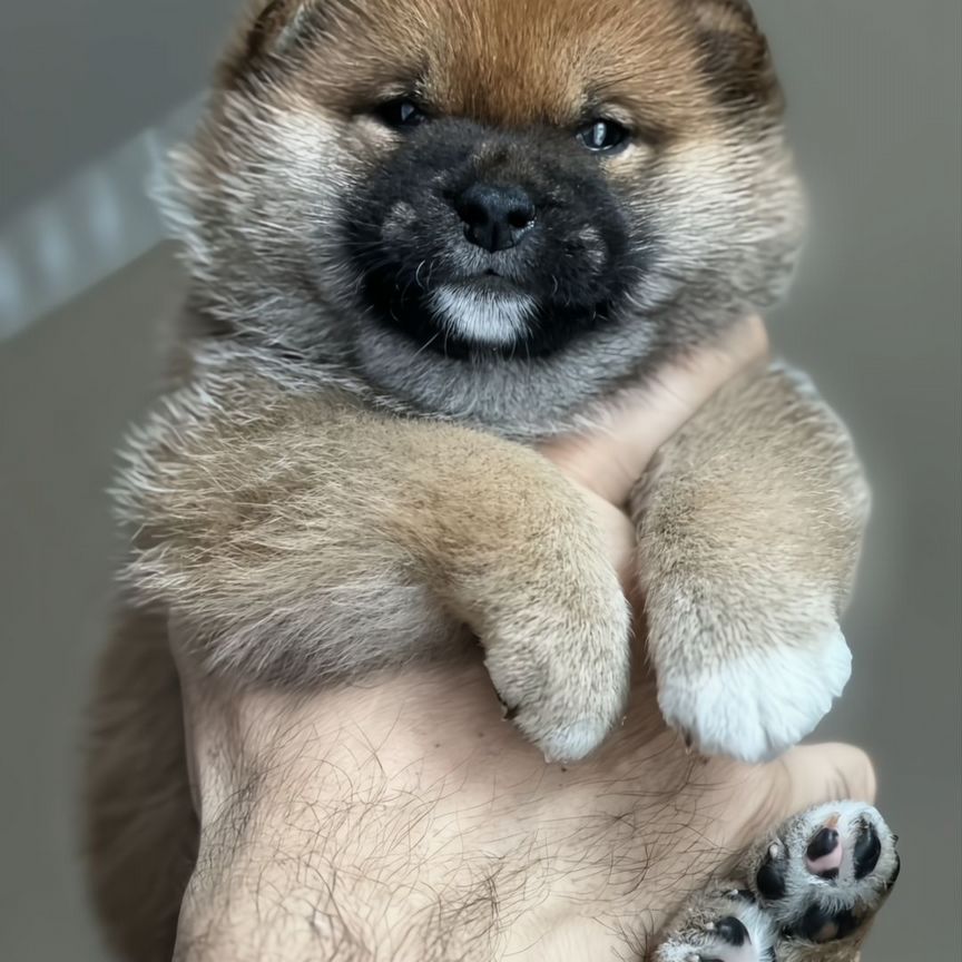 Сиба-ину, щенок