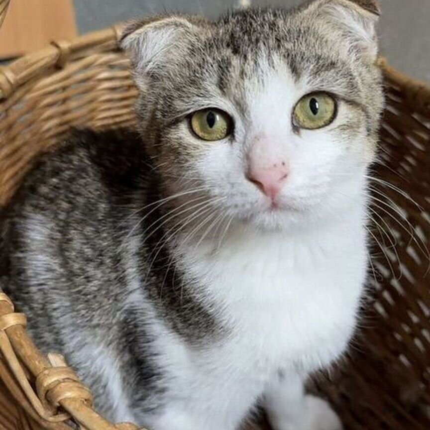 Котёнок в добрые руки