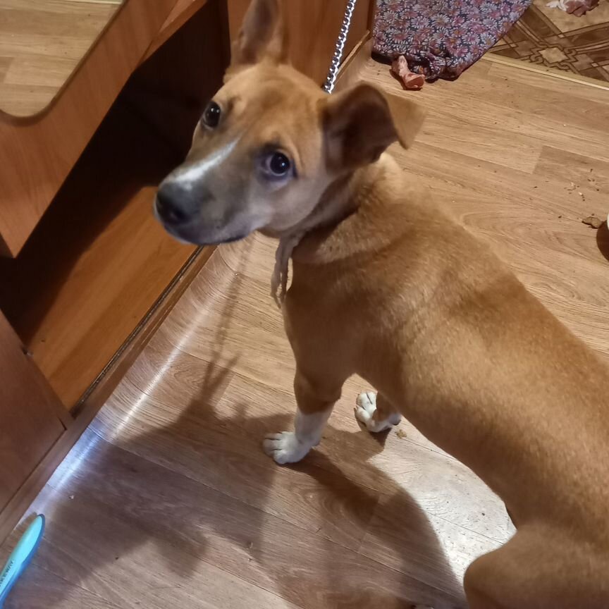 Щенок в добрые руки