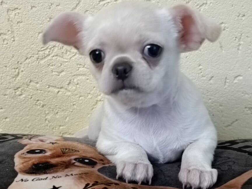 Мальчик кремовый Умка