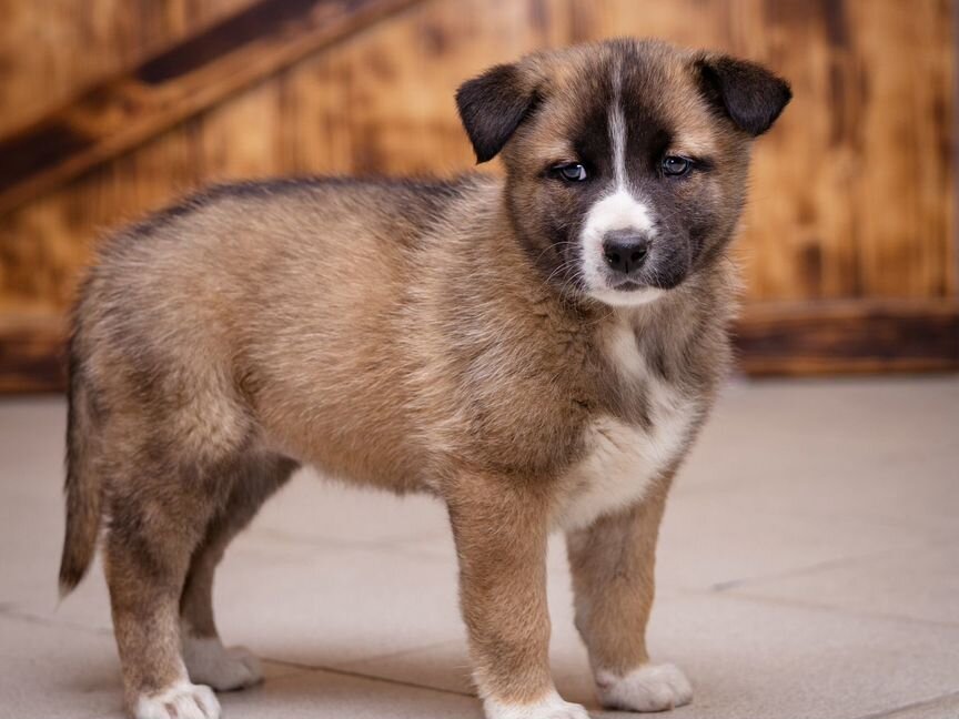 Щенок лайка-хаски в дар