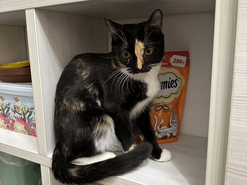 Зефирка 6 месяцев ищет надёжную семью