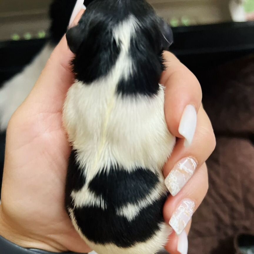 Щенки японский хин