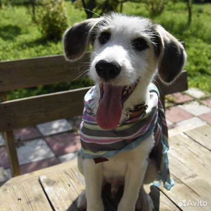 Щенок дворянин ищет дом