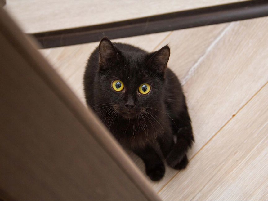 Отдам котенка, 5 мес. Мальчик