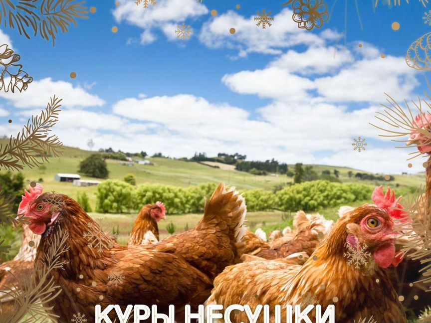 Куры на яйцо