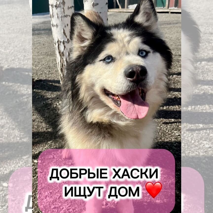 Сибирский хаски, взрослый пёс