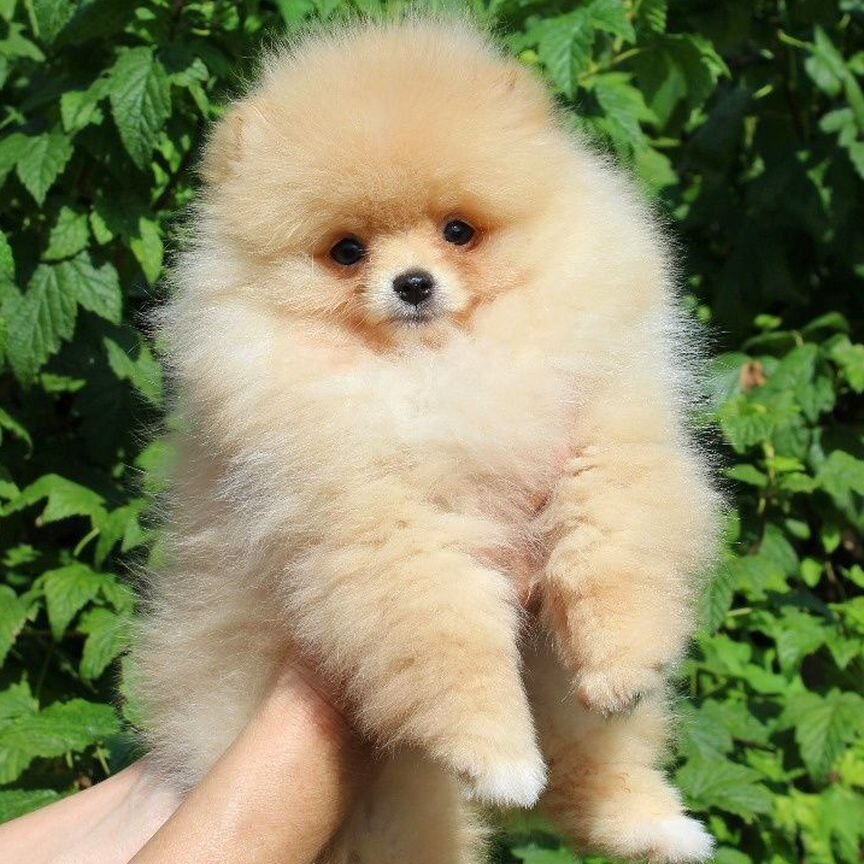 Померанский шпиц щенки