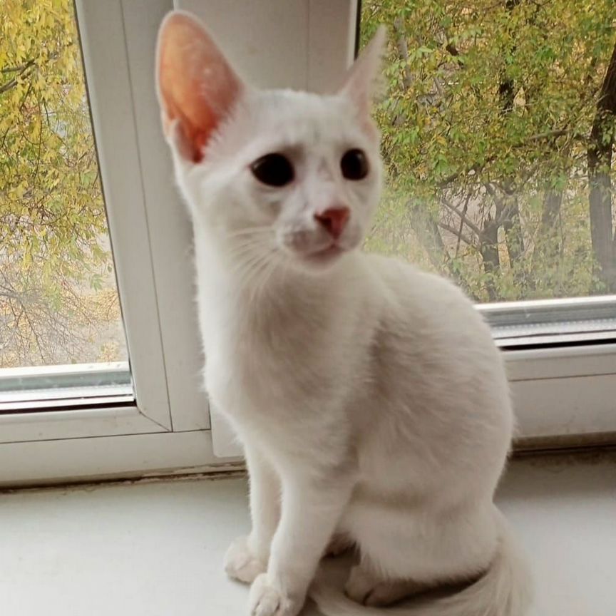 Котенок мальчик Беляшик 3 месяца