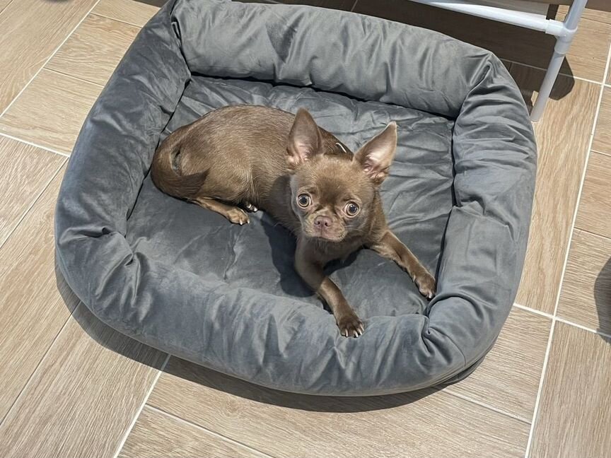 Чтхуахуа девочка