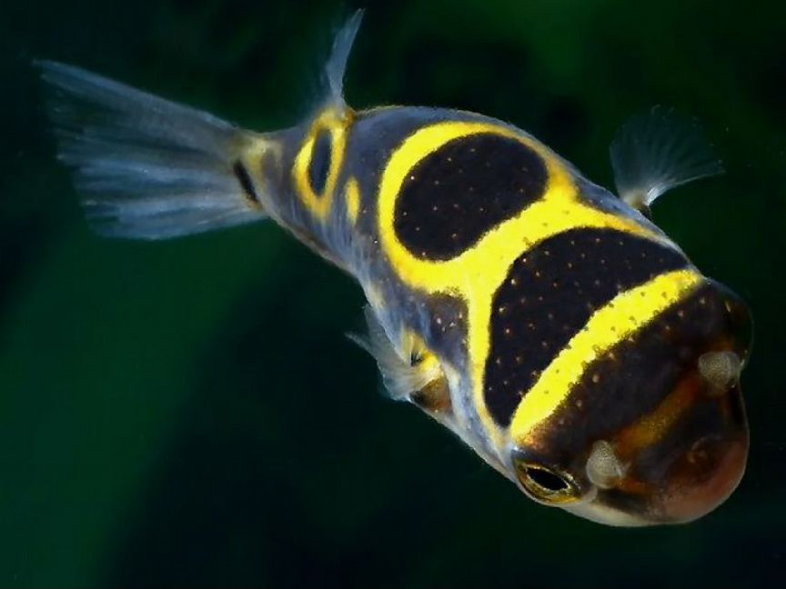 Тетрадон (тетраодон) восьмерка