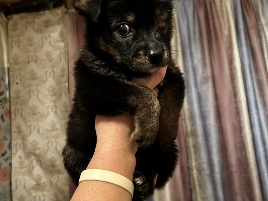 Собака в добрые руки щенок мальчик