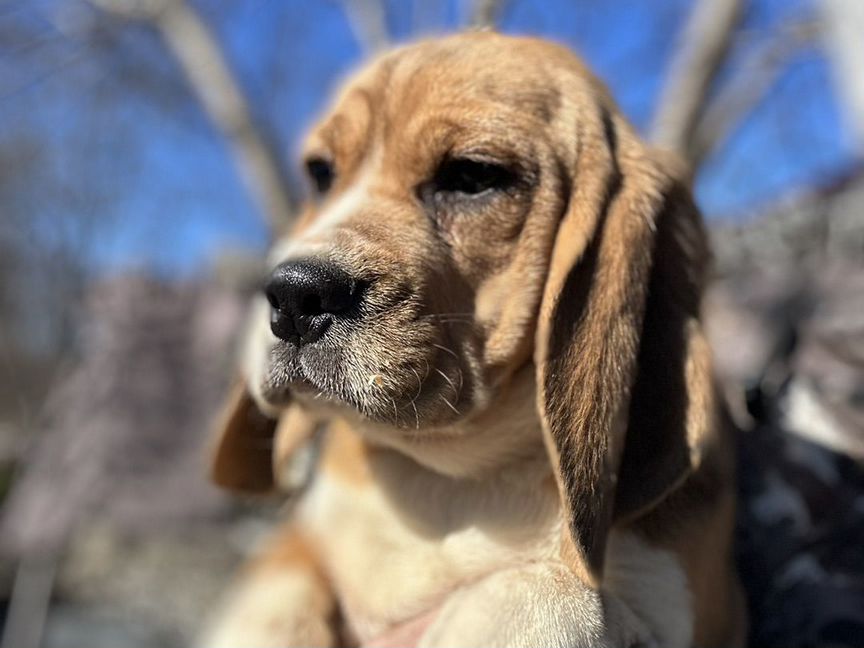 Собаки щенки бигль