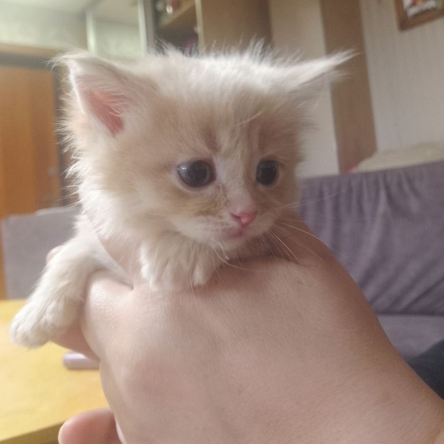 Котенок, девочка. Помесь майкун и себирская