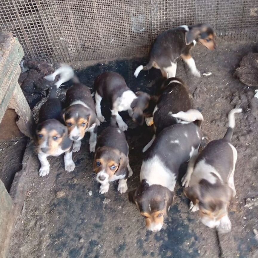 Эстонская гончая щенки