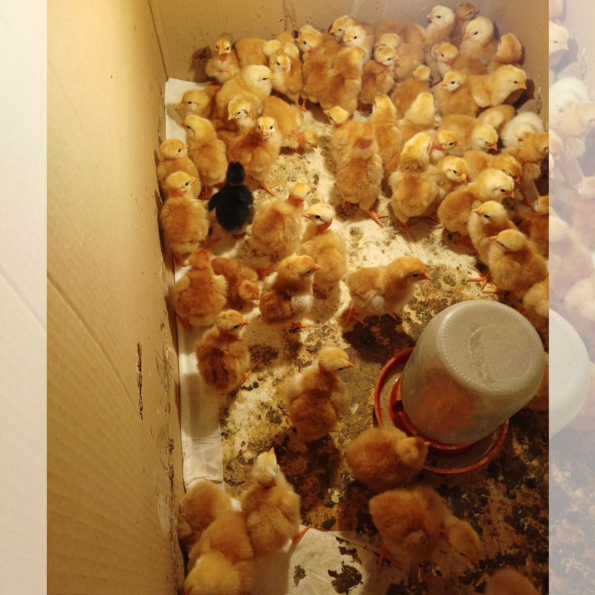 Цыплята редбро,голошейка,гусята Линда