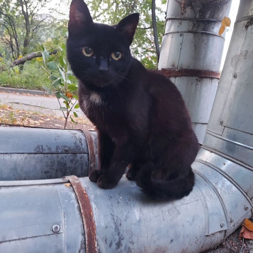 Кошечка
