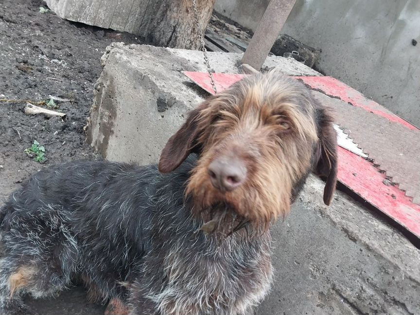 Собака дратхар