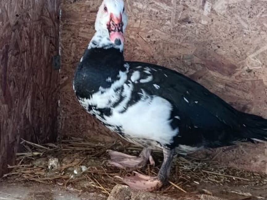 Мускусные утки индоутки