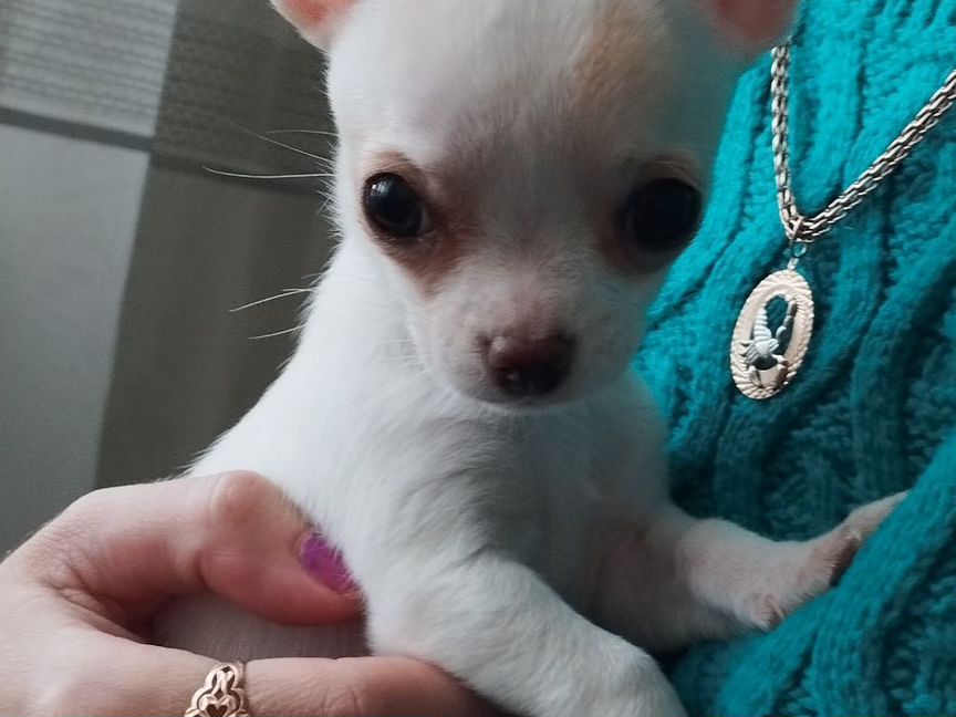 Чихуахуа "микро кнопка"
