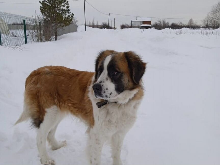 Вязка московская сторожевая